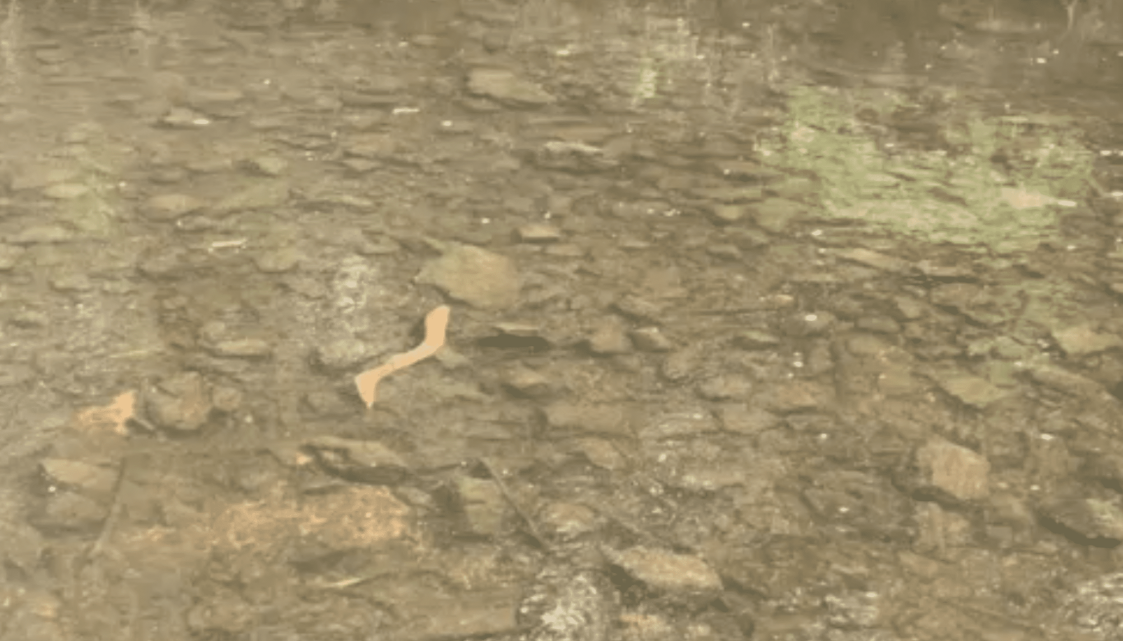 Fish at Mill River and Ox Pasture Brook - Nor'East Chapter Trout Unlimited