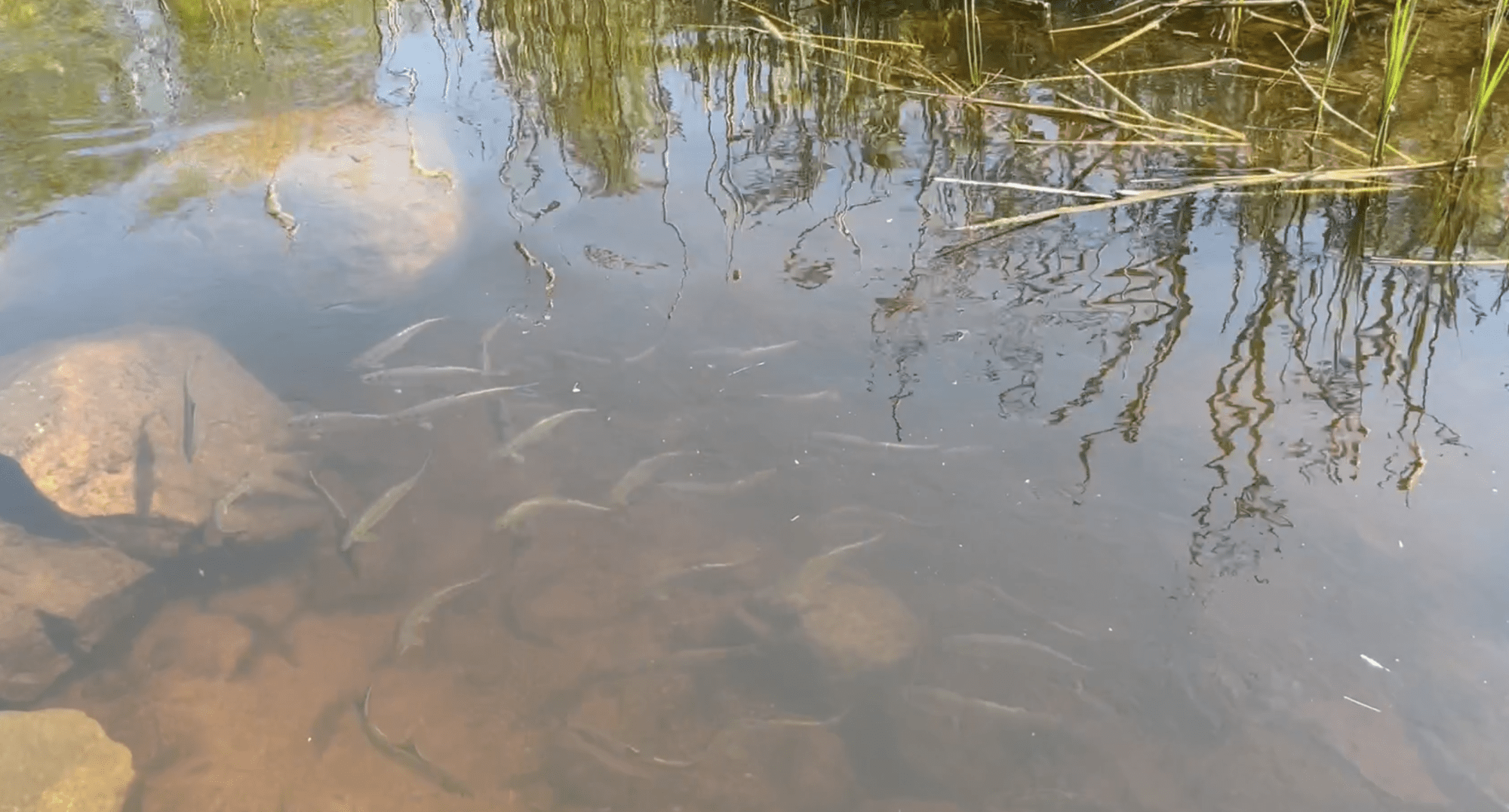 Ox Pasture Brook, Rowley - Nor'East Chapter Trout Unlimited